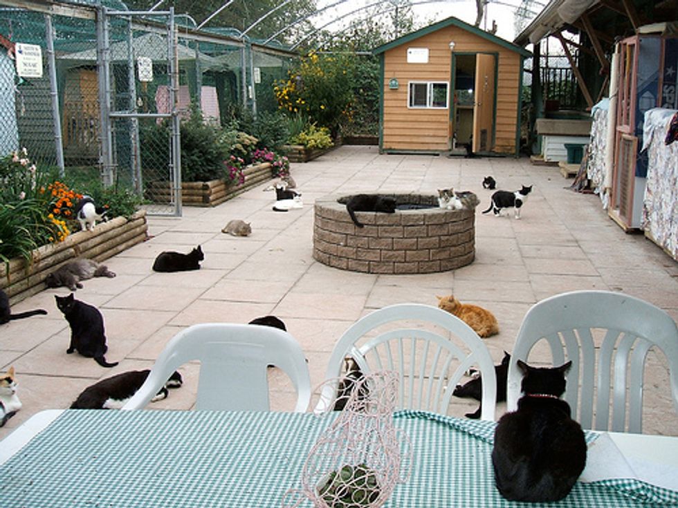 RAPS Cat Sanctuary - Love Meow