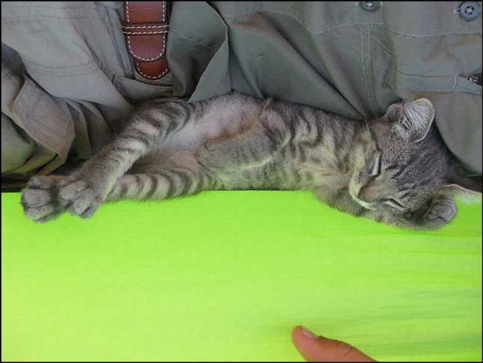 Kitty the Most Adventurous Backpacking Cat in the World - Love Meow