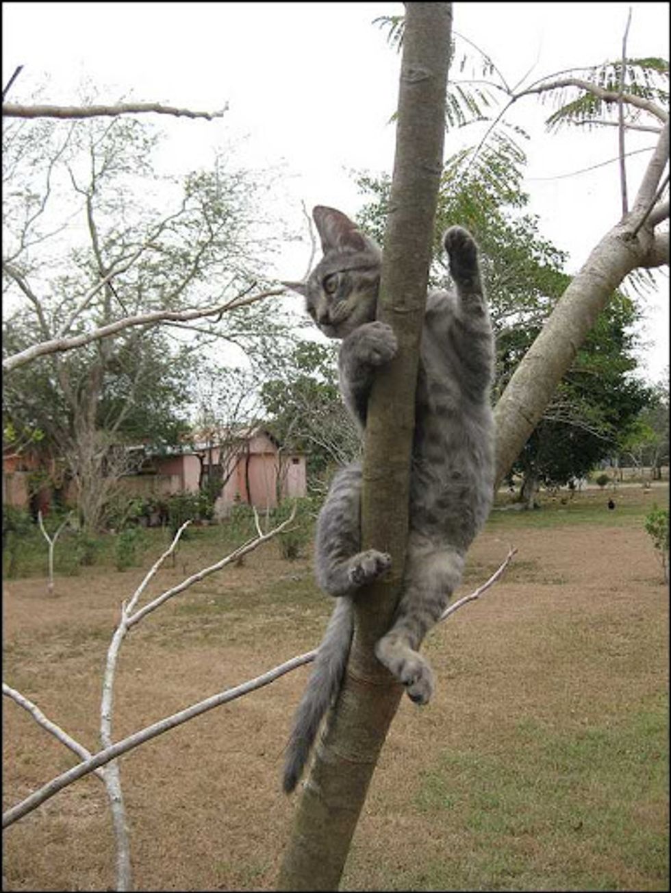 Kitty the Most Adventurous Backpacking Cat in the World - Love Meow