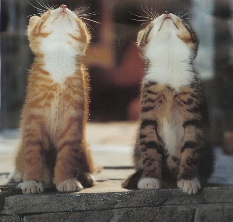 Funny Silly Kitties - Love Meow