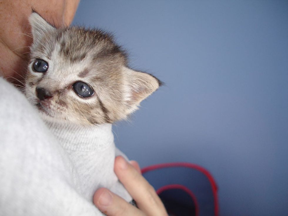 Princess Maddy the Kitty - Love Meow