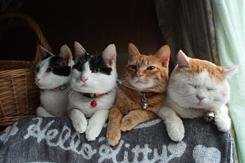 Most Content and Relaxed Cat on Earth - Love Meow