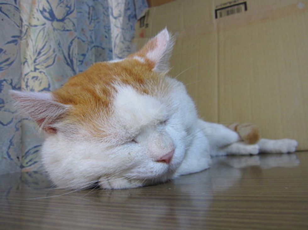 Most Content and Relaxed Cat on Earth - Love Meow
