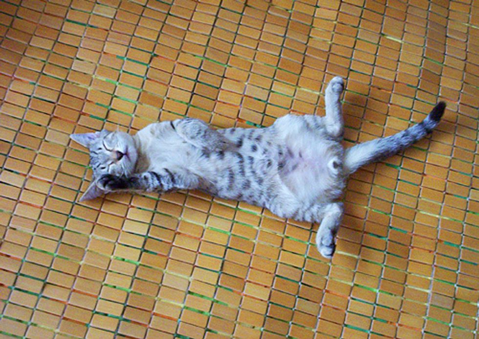 Duoduo the Cat that Always Smiled Even Asleep - Love Meow