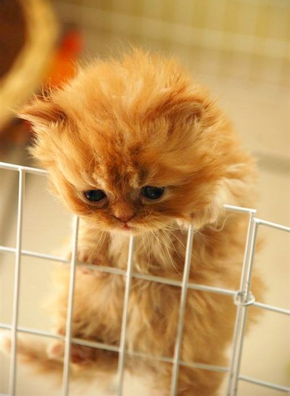 From Newborn to Young Kitten - Love Meow