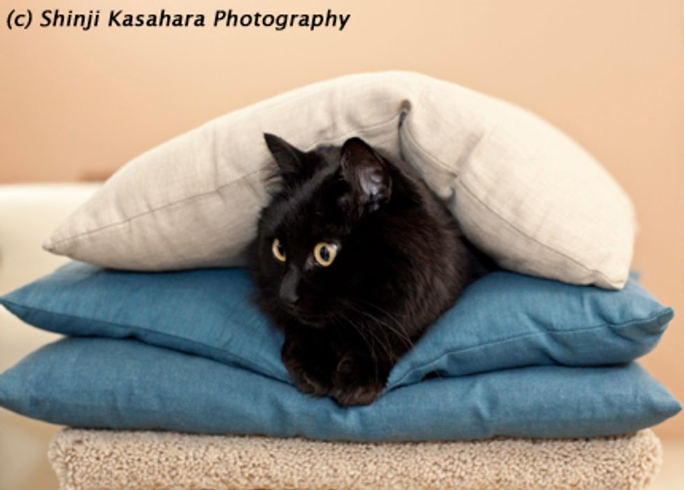 Theo, a Cat with an Uncanny Talent - Love Meow