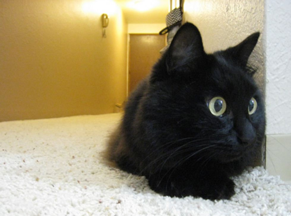 Theo, a Cat with an Uncanny Talent - Love Meow