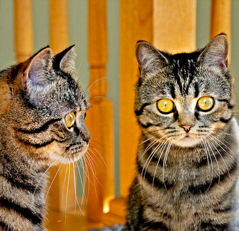 Story and Photos of Ksenya the Cat - Love Meow