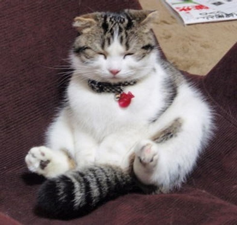Cute Cats Sit Upright Like Humans - Love Meow