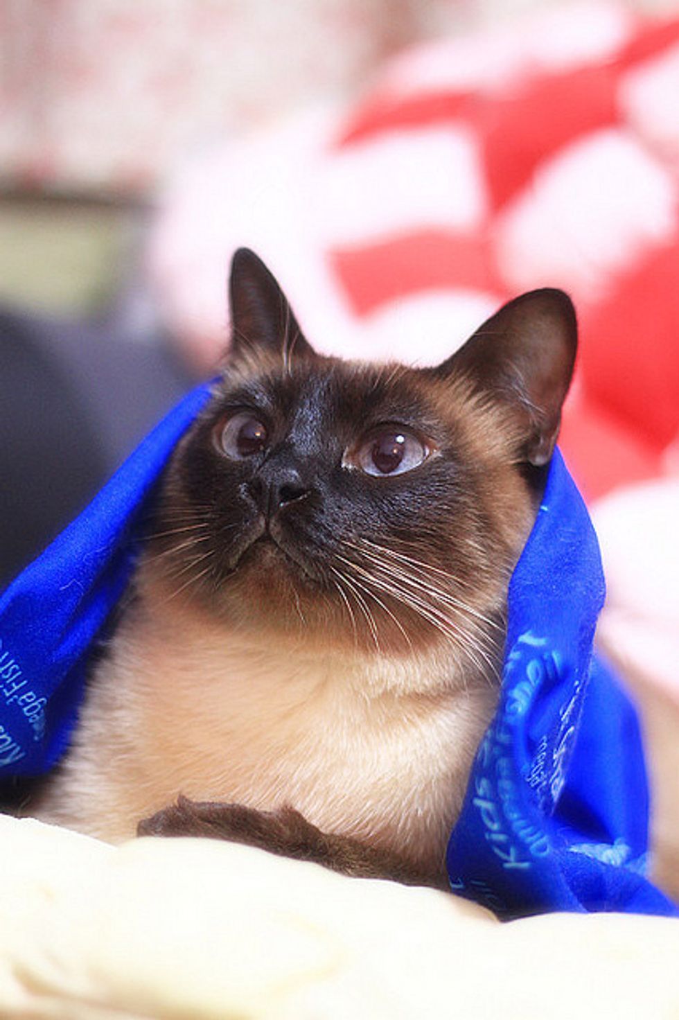Beautiful Siamese Cats - Love Meow