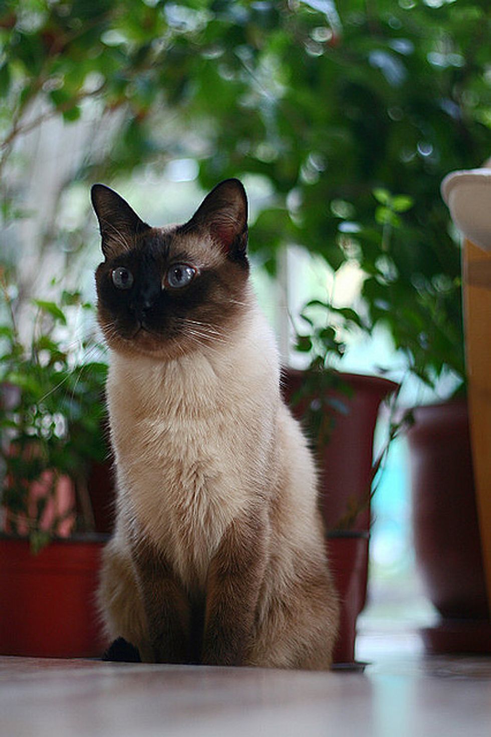 Beautiful Siamese Cats - Love Meow