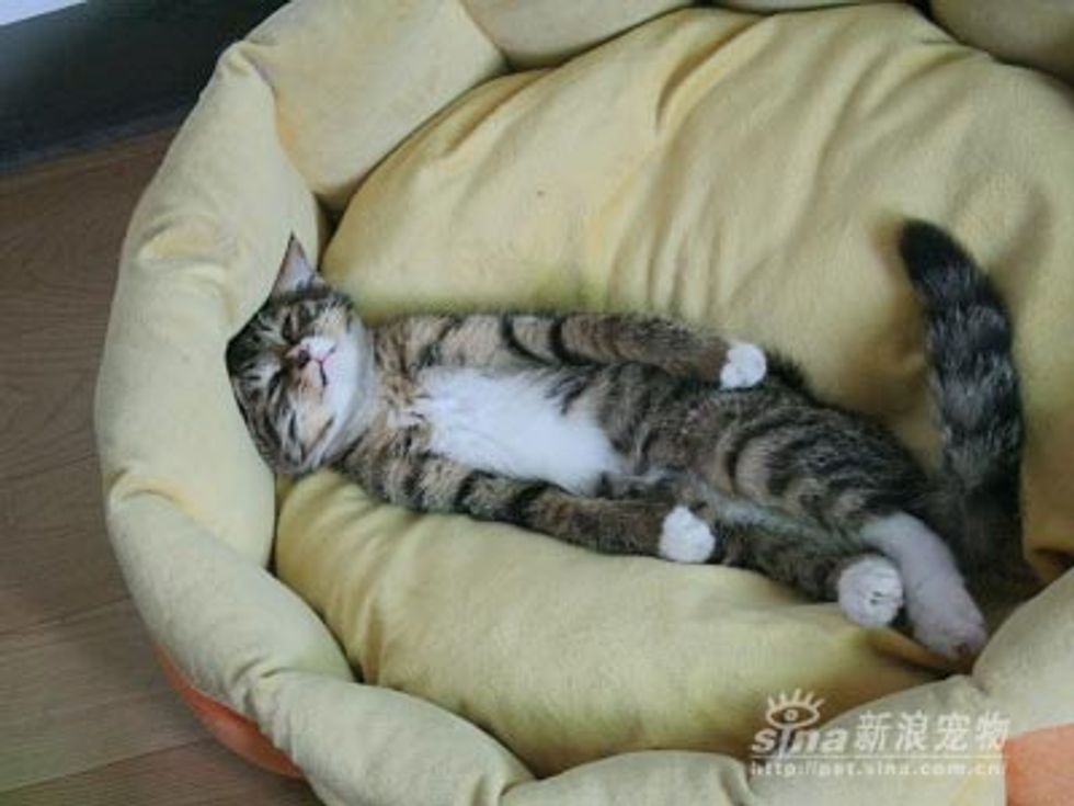 Cat Napping Poses - Love Meow