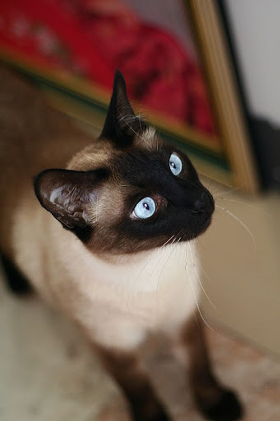 Beautiful Siamese Cats - Love Meow