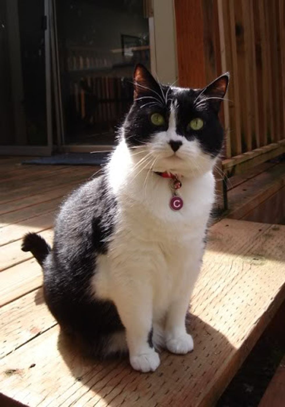 March Cat of the Month Results - Love Meow