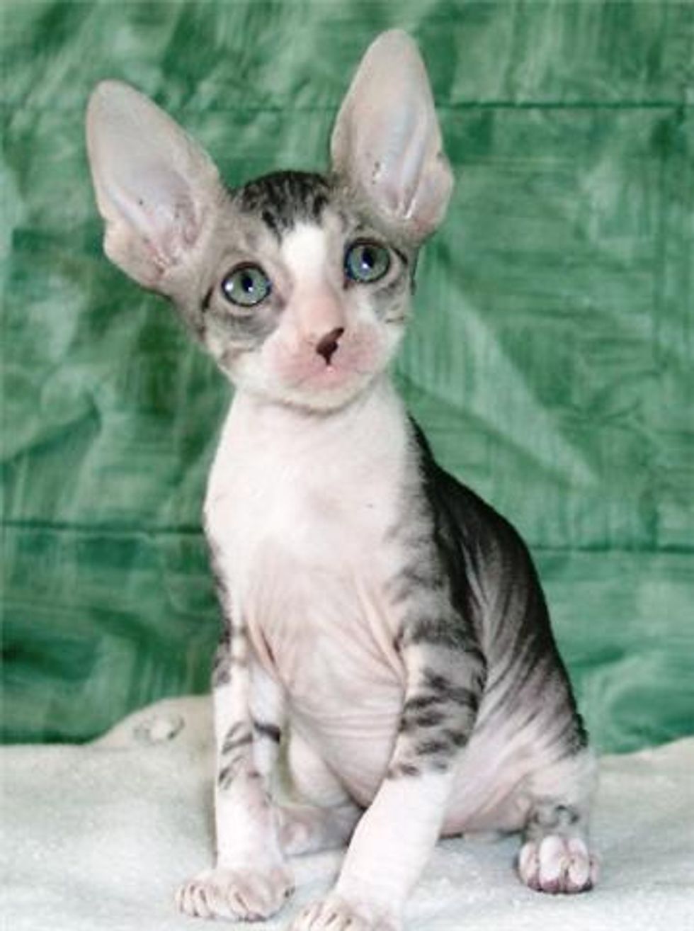 March Cat of the Month Results - Love Meow