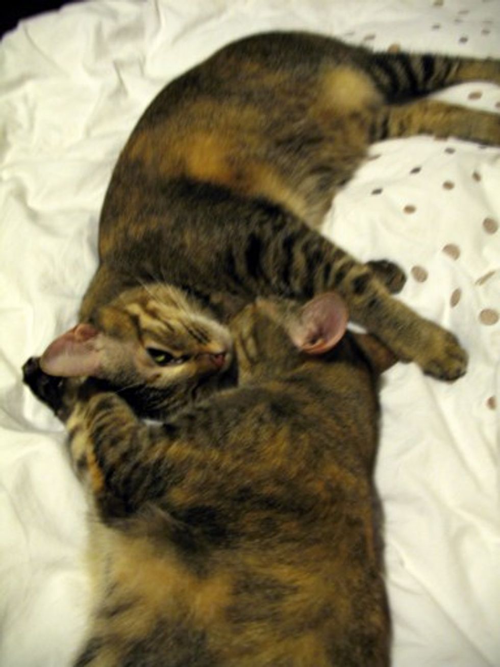 March Cat of the Month Results - Love Meow