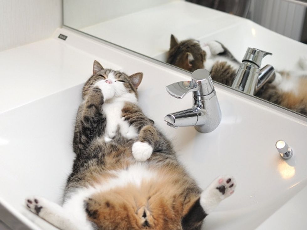 Interview with Maru the Cat - Love Meow