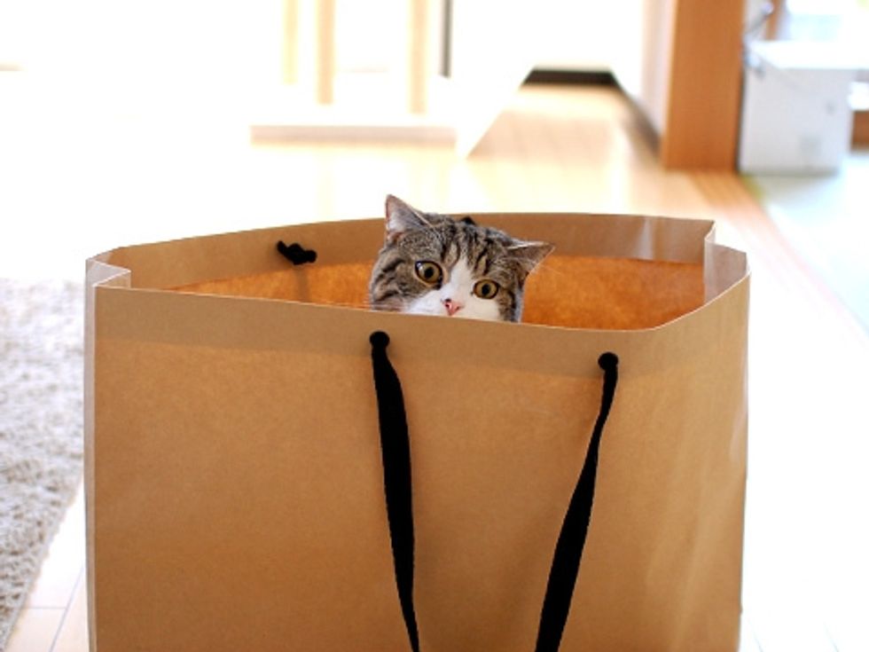 Interview with Maru the Cat - Love Meow