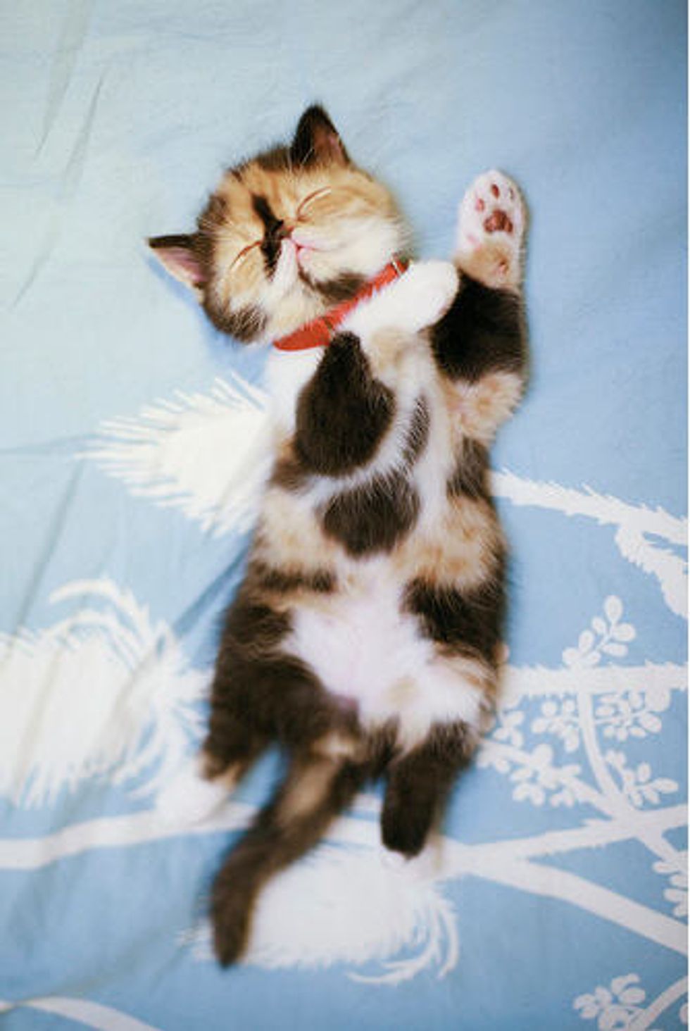 MeMe the Lovely Calico Kitty - Love Meow