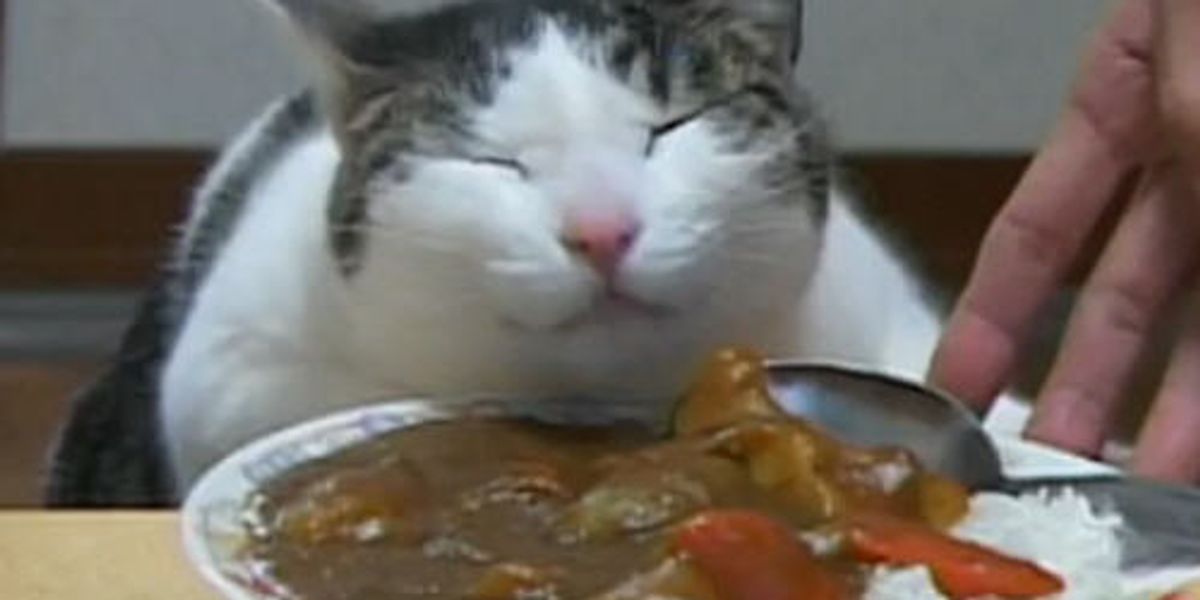 Cat Loves Curry But Not to Eat It - Love Meow