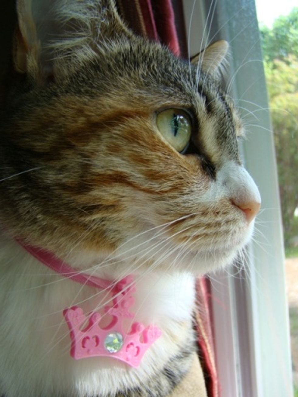 April Cat / Kitten of the Month Results - Love Meow