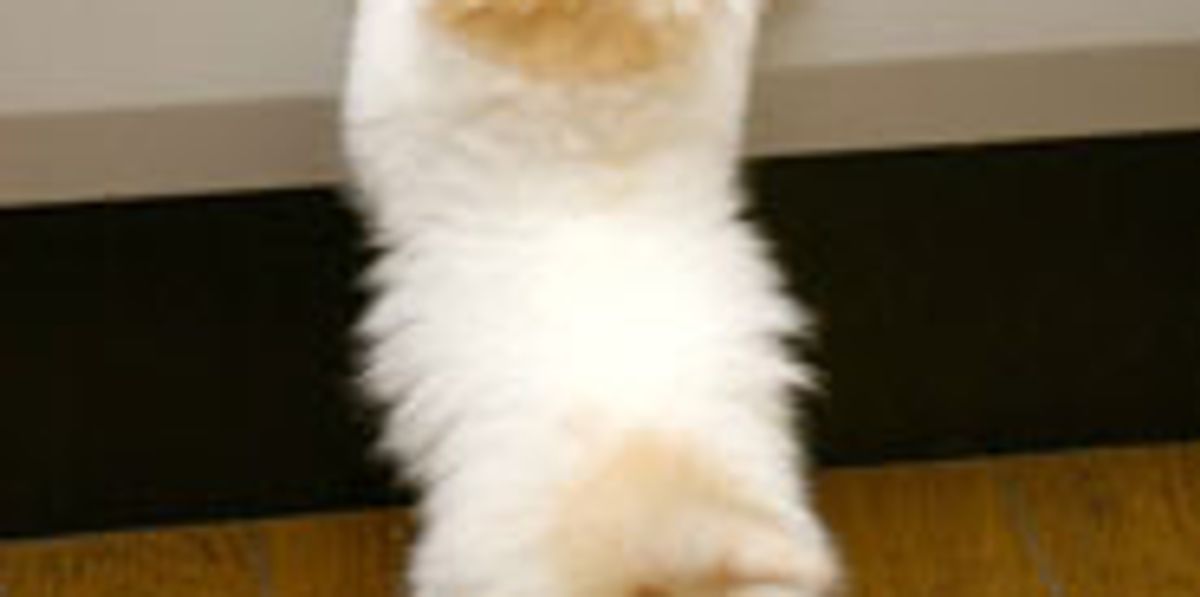 Kitty Grows Up Tall And Strong Then And Now Love Meow