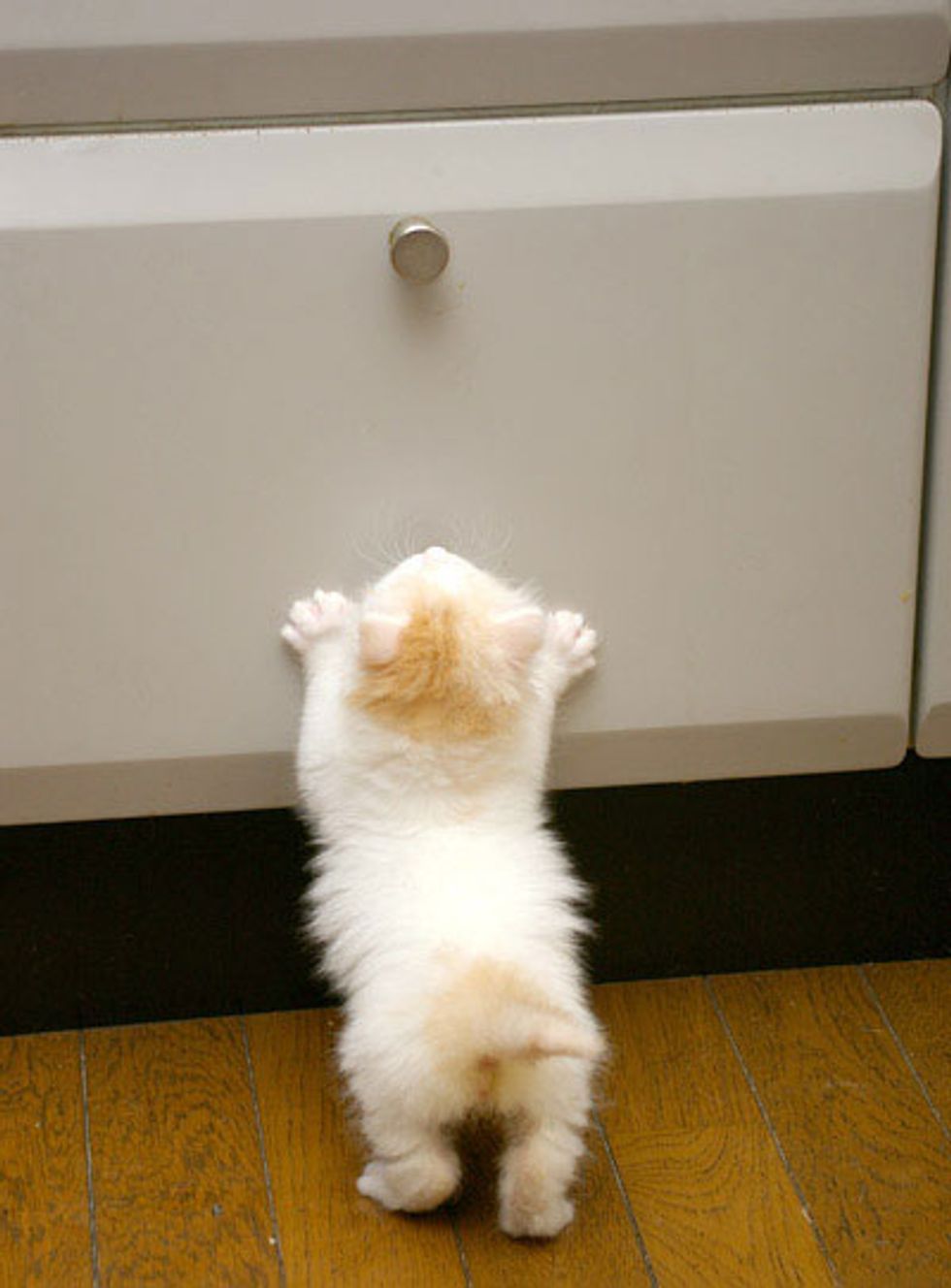 Kitty Grows Up Tall & Strong, Then & Now - Love Meow