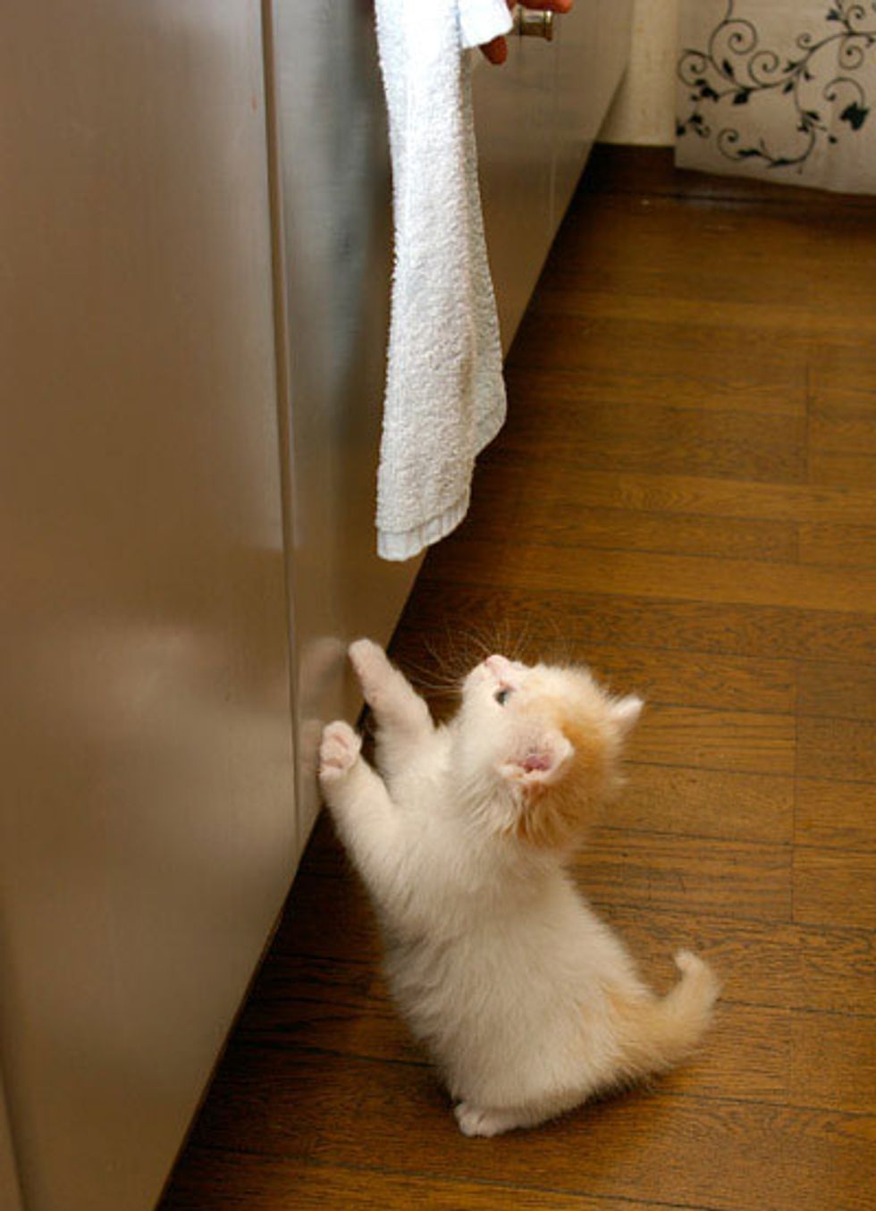 Kitty Grows Up Tall & Strong, Then & Now - Love Meow