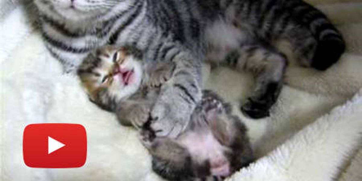 Sweet Cat Mama Cuddling Baby Kitten to Sleep - Love Meow