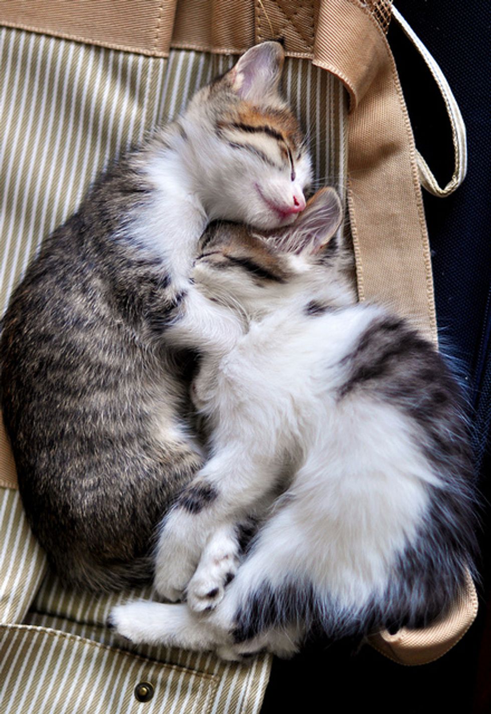 The Cuddly Snuggly Kitties - Love Meow