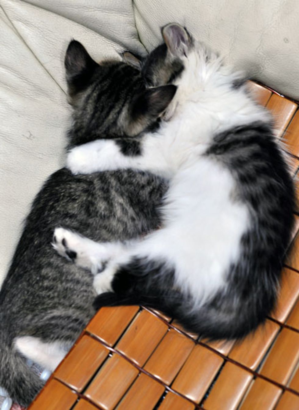 The Cuddly Snuggly Kitties - Love Meow