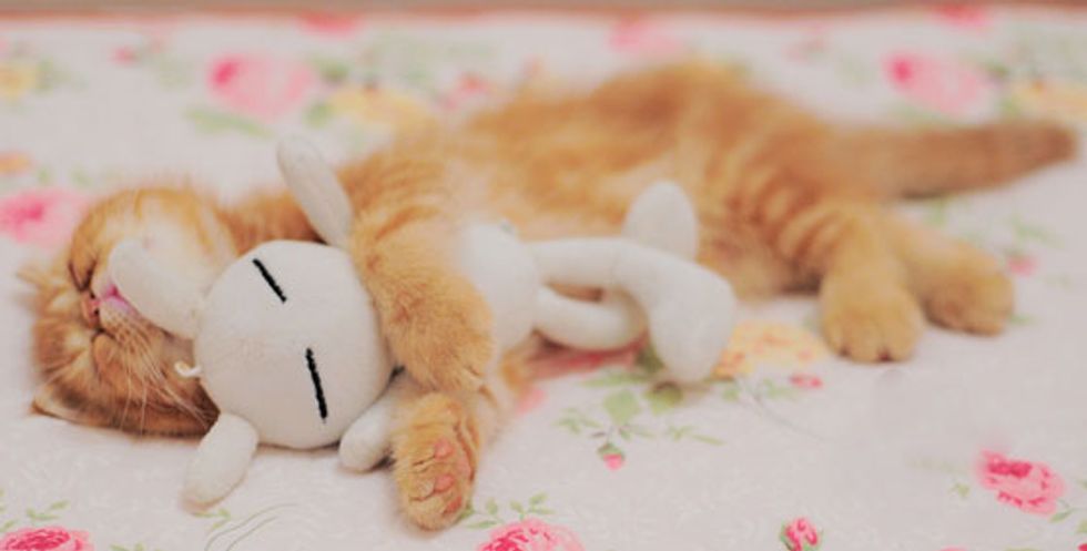 Sleepy Garfield Look Alike - Love Meow