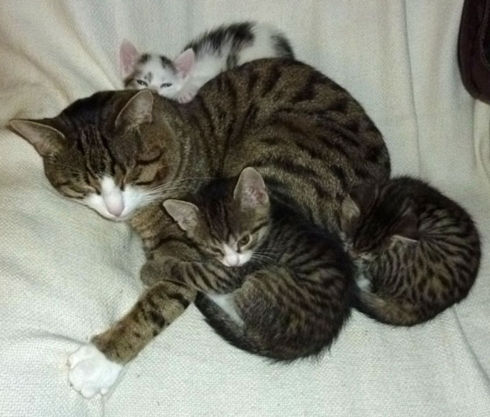 Father Cat Loves and Protects Little Ones - Love Meow
