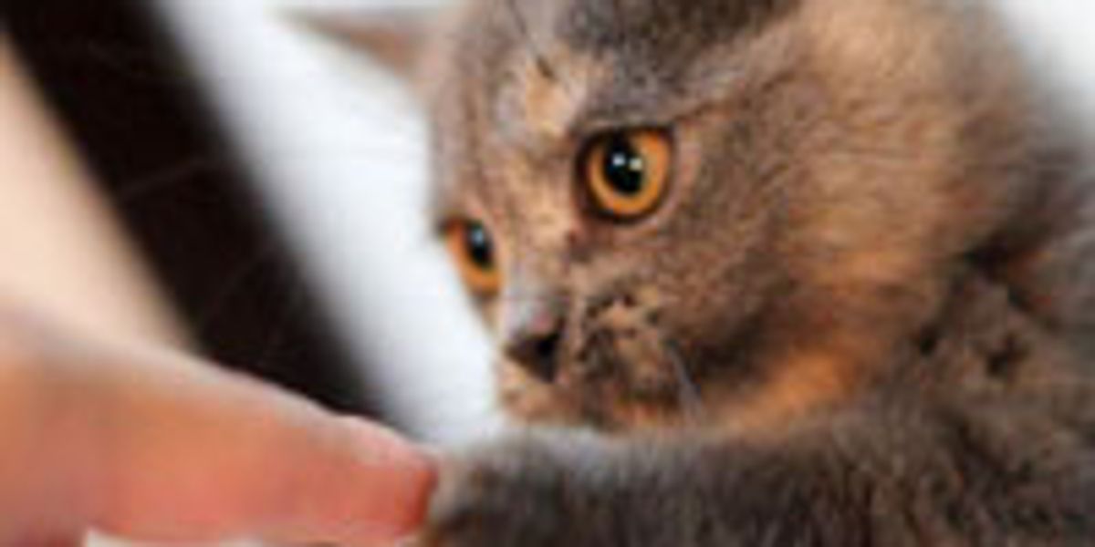 Hold My Paw! - Love Meow