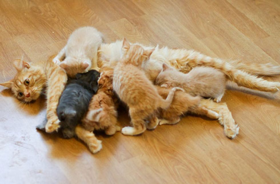 Kitty Feeding Frenzy - Love Meow