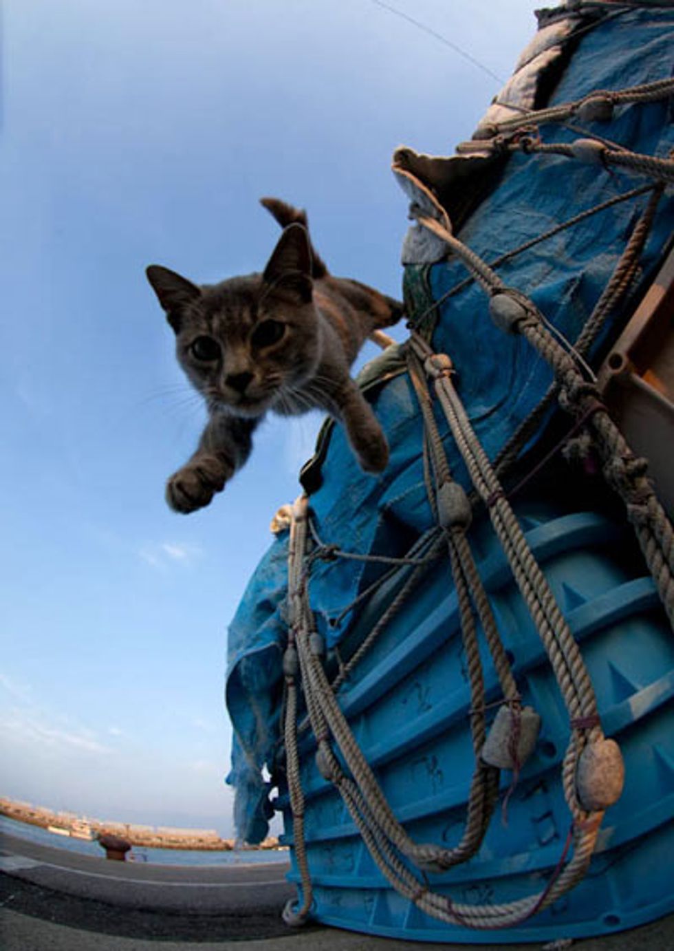 Island Cats from Fukuoka Japan - Love Meow