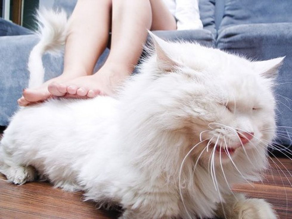 Begging Cat Always Gets What He Wants - Love Meow