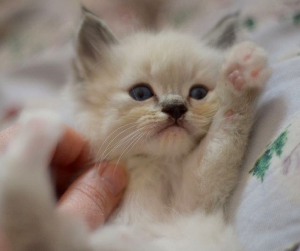 Eddie the Itty Bitty Kitty - Love Meow