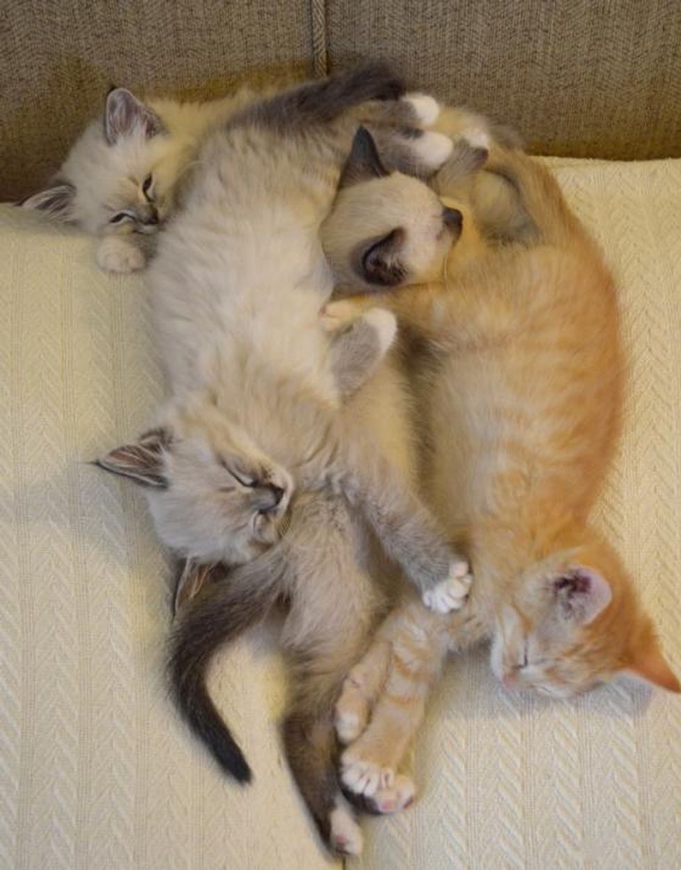 Furry Cuddle Puddle of Cuteness - Love Meow