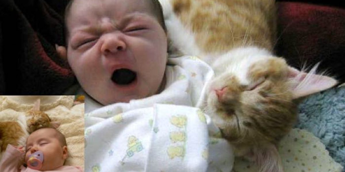 Ginger Cat and His Baby Sister Growing Up Together - Love Meow