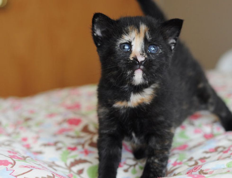 The Only Tortie Kitty in Her Rescue Furry Family - Love Meow