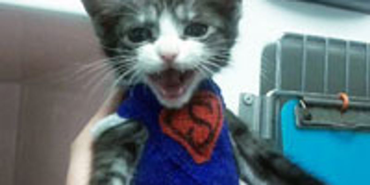Kitty with Deformity Becomes Superkitten - Love Meow