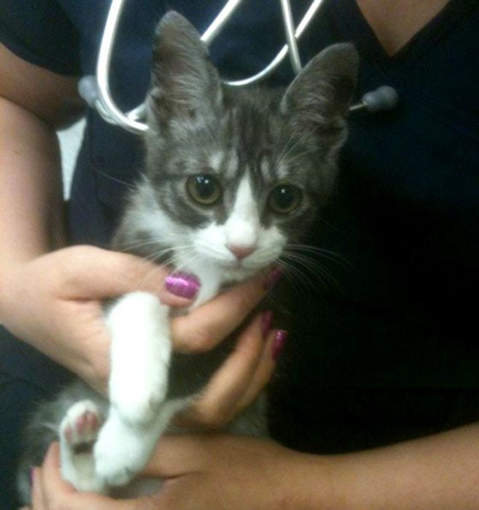 Kitty with Deformity Becomes Superkitten - Love Meow