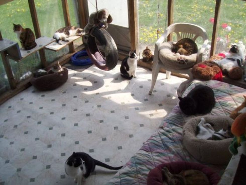 A Dream Place for Special Needs Rescue Cats, Rustic Hollow, Cage Free ...