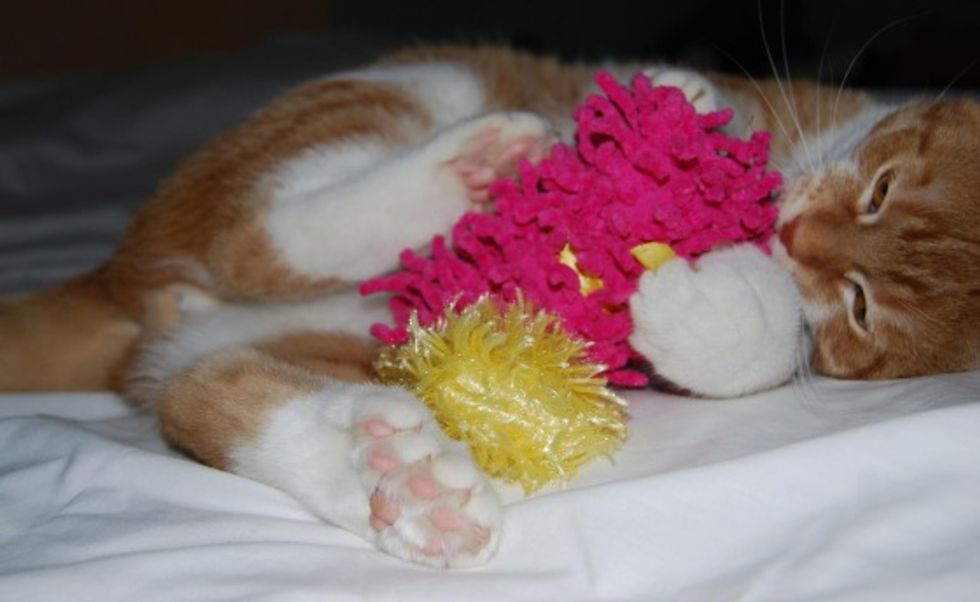 Daniel the Cat with 26 Toes - Love Meow