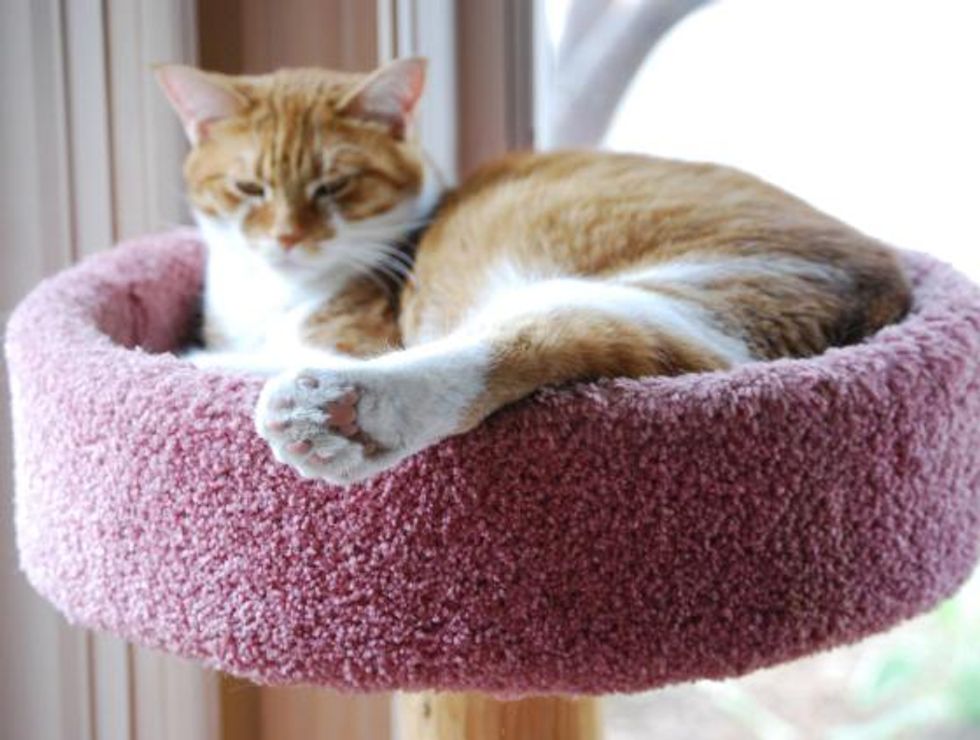 Daniel the Cat with 26 Toes - Love Meow