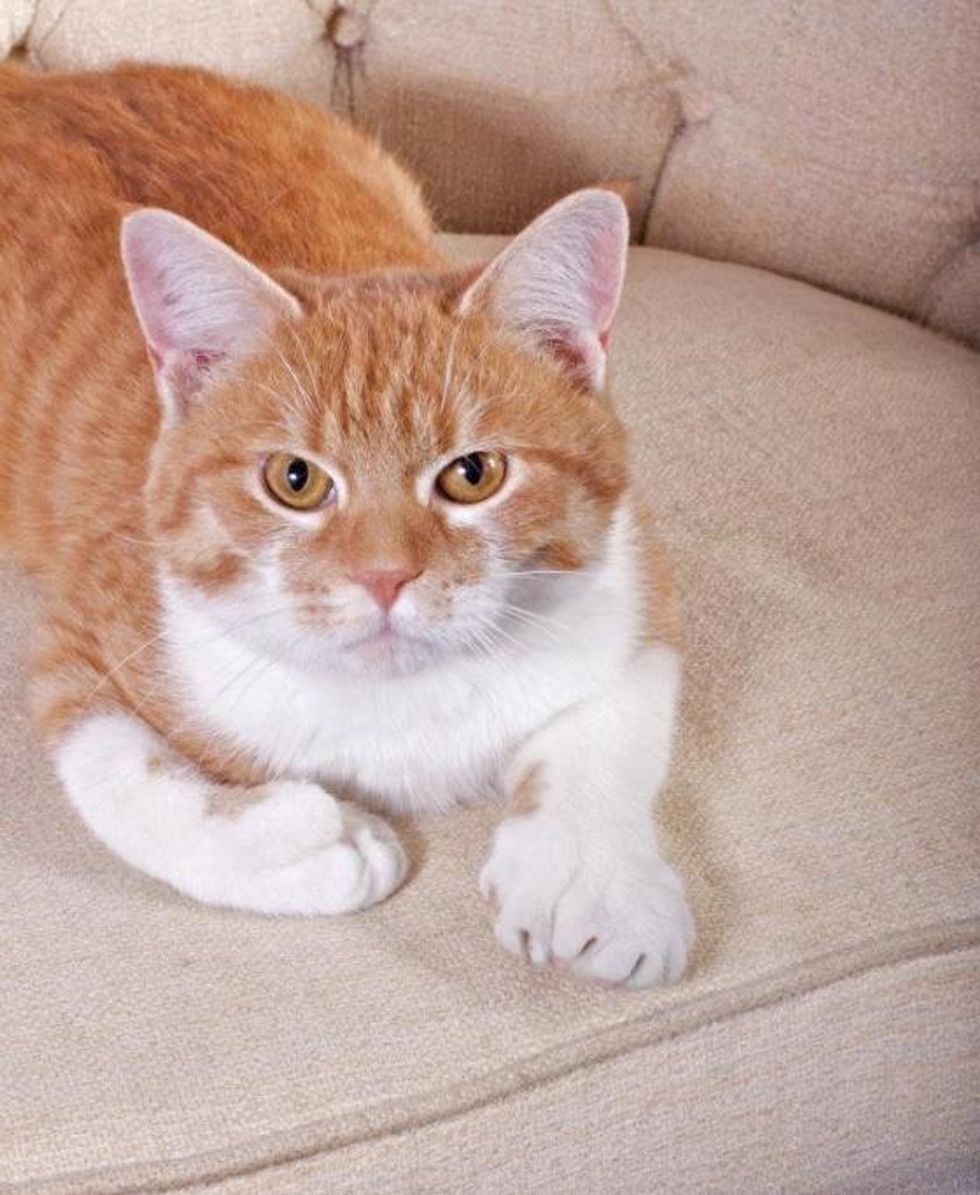 Daniel the Cat with 26 Toes - Love Meow