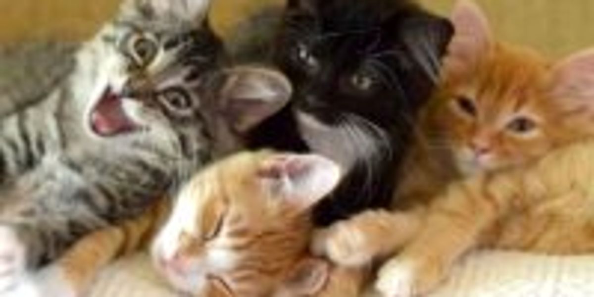 Kitty Cuddle Puddle - Love Meow