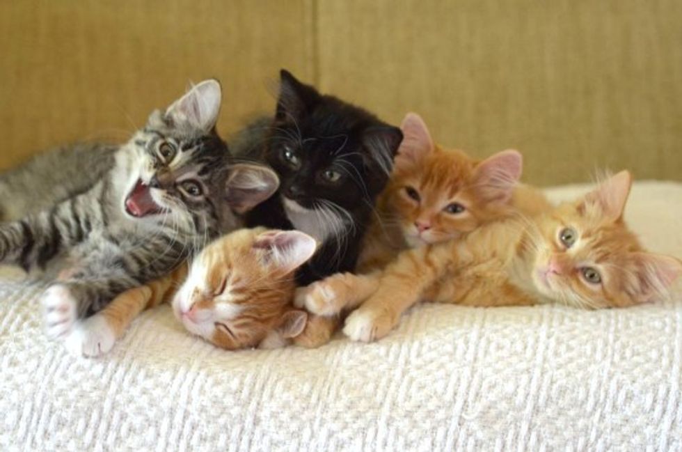 Kitty Cuddle Puddle - Love Meow