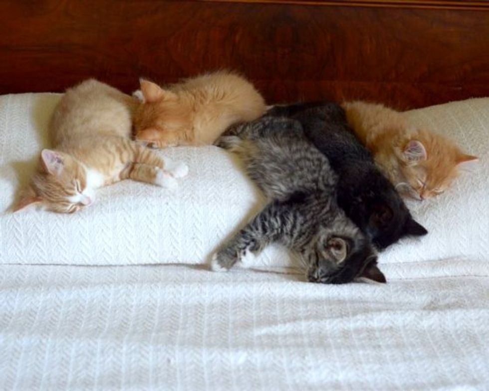 Kitty Cuddle Puddle - Love Meow